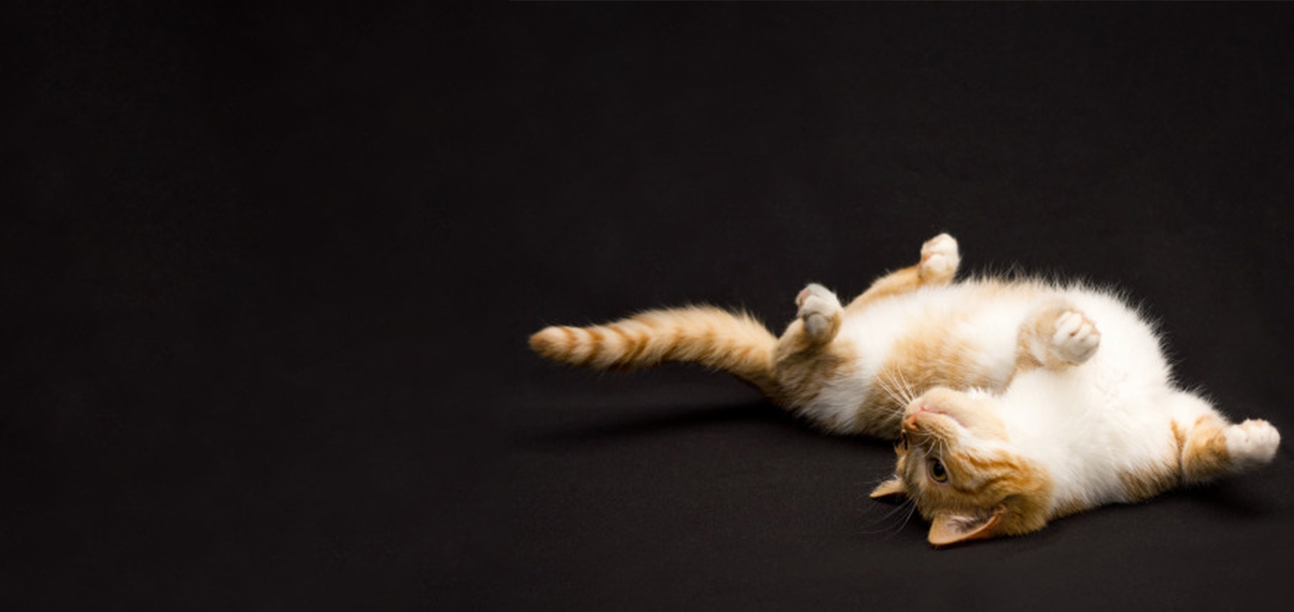 Purrfect DIY Projects for Cat Owners