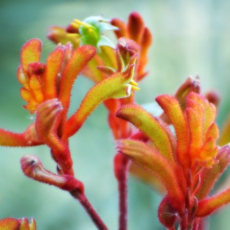 Flower Database