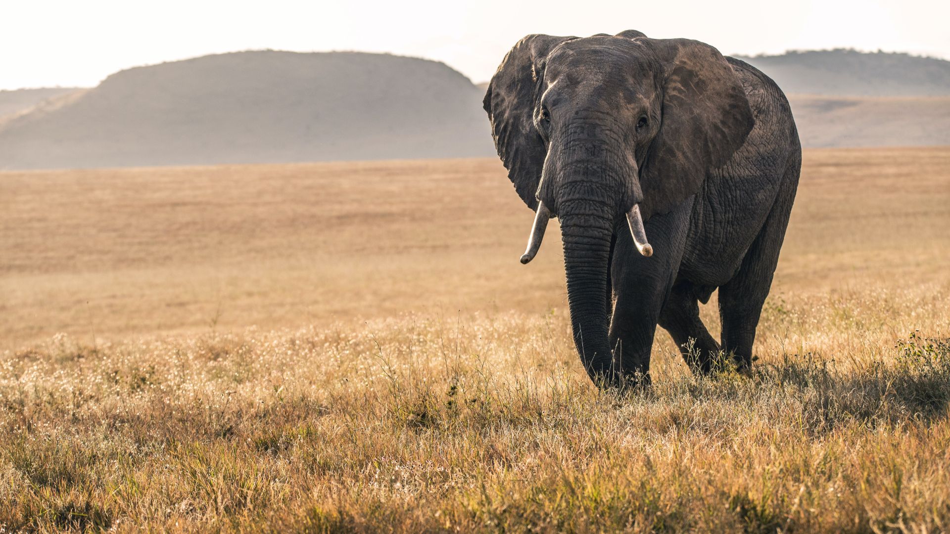 Wildlife Teaching Resources for Children